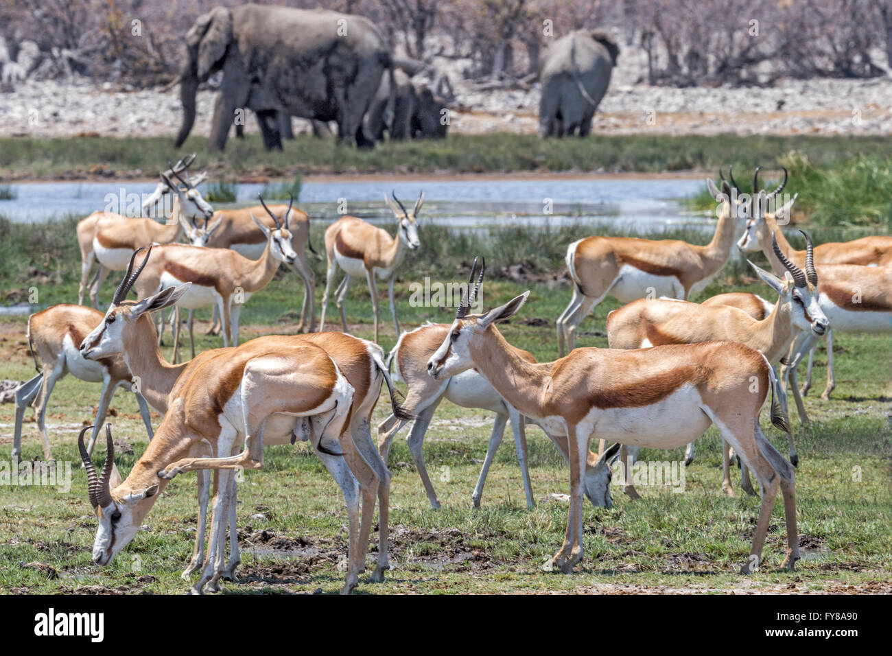 Springboks eating hi-res stock photography and images - Alamy