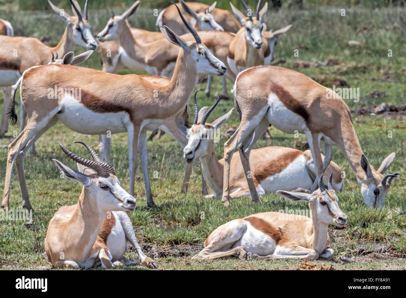 Springbok eating High Resolution Stock Photography and Images - Alamy