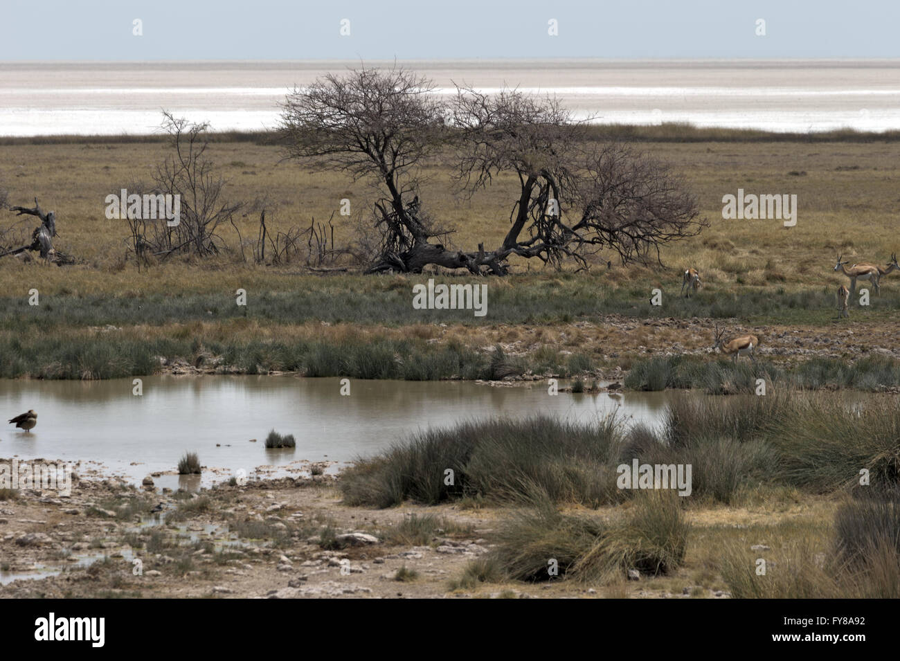 Hostile geese hi-res stock photography and images - Alamy