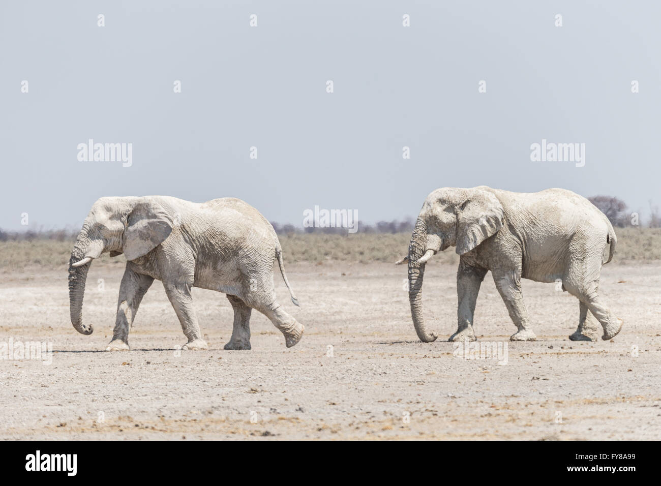 "Ghost" bull elephants, so called due to the whiteness of the clay used ...