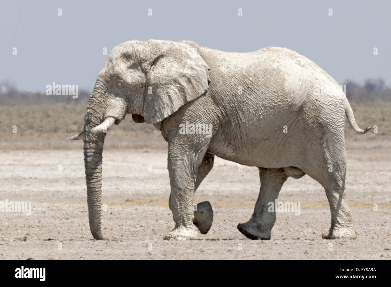"Ghost" bull elephant, so called due to the whiteness of the clay used ...