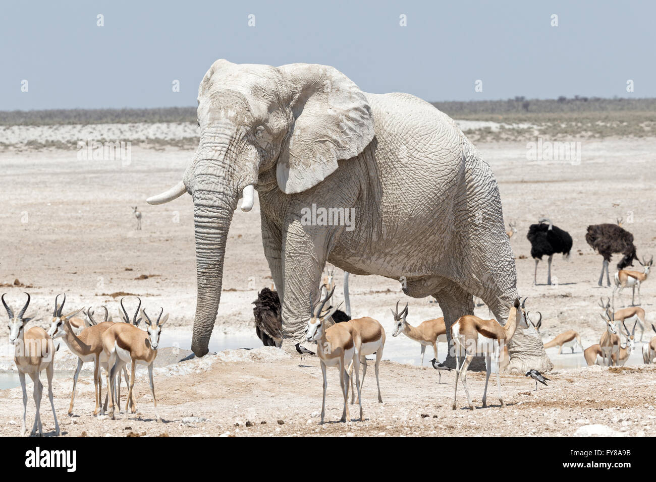 White elephant etosha waterhole etosha hi-res stock photography and ...