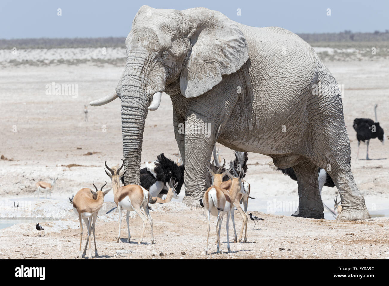 "Ghost" bull elephants, so called due to the whiteness of the clay used ...