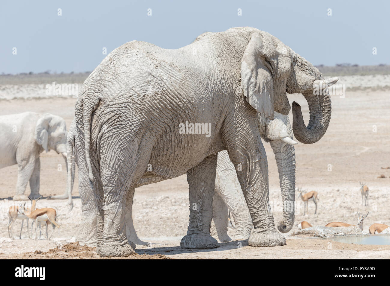 Ghost elephant etosha waterhole etosha hi-res stock photography and ...