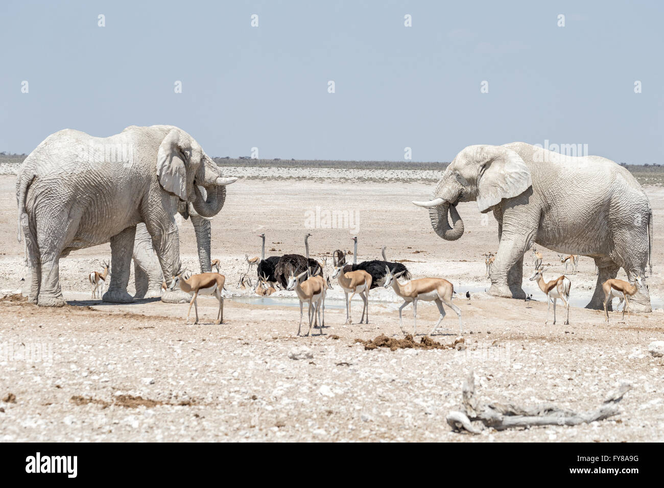 Drinking, "Ghost" bull elephants, so called due to the whiteness of the ...