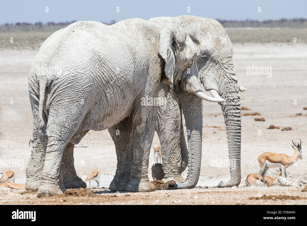 "Ghost" bull elephant, so called due to the whiteness of the clay used ...