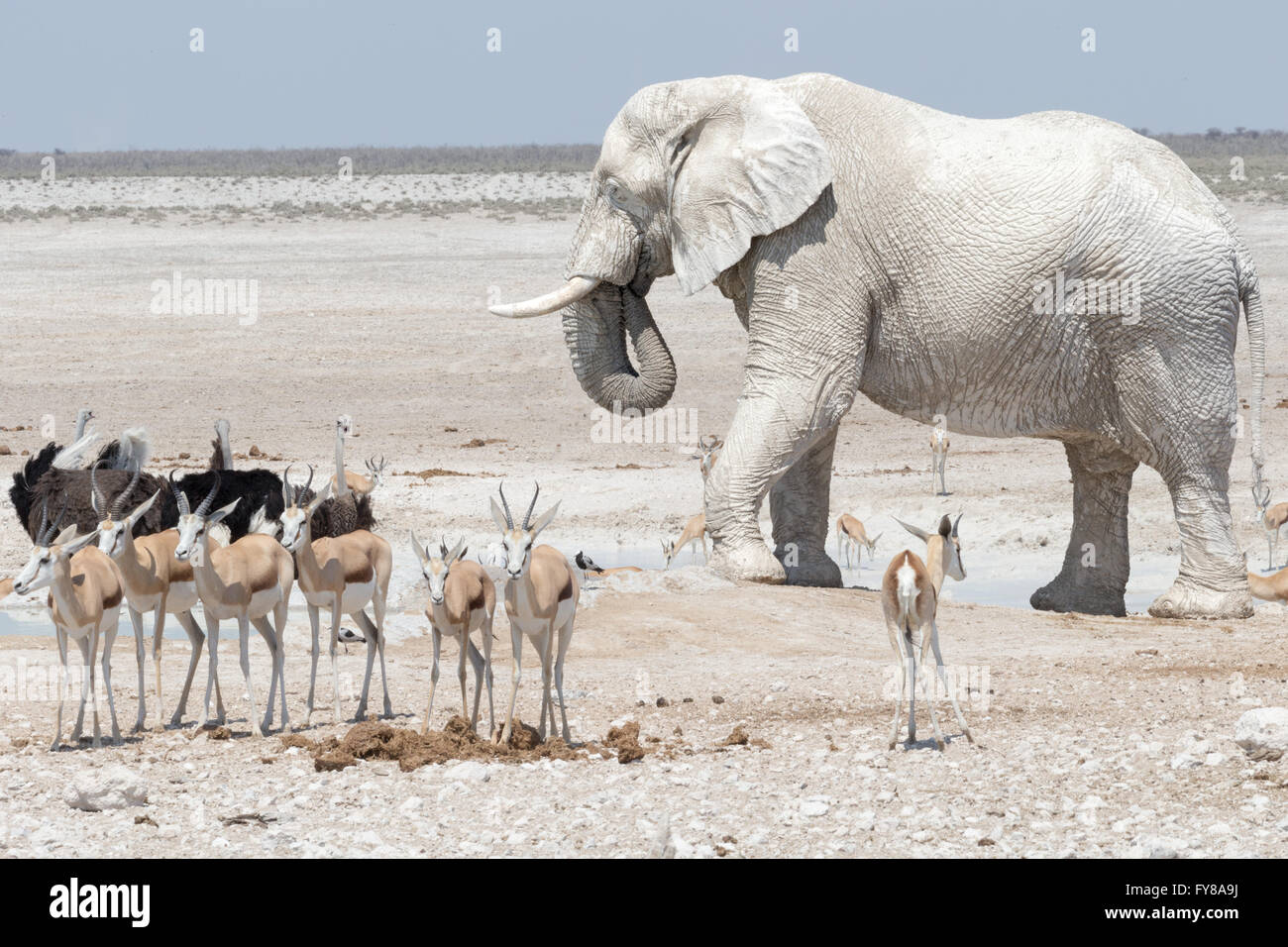 Ghost elephant etosha waterhole etosha hi-res stock photography and ...