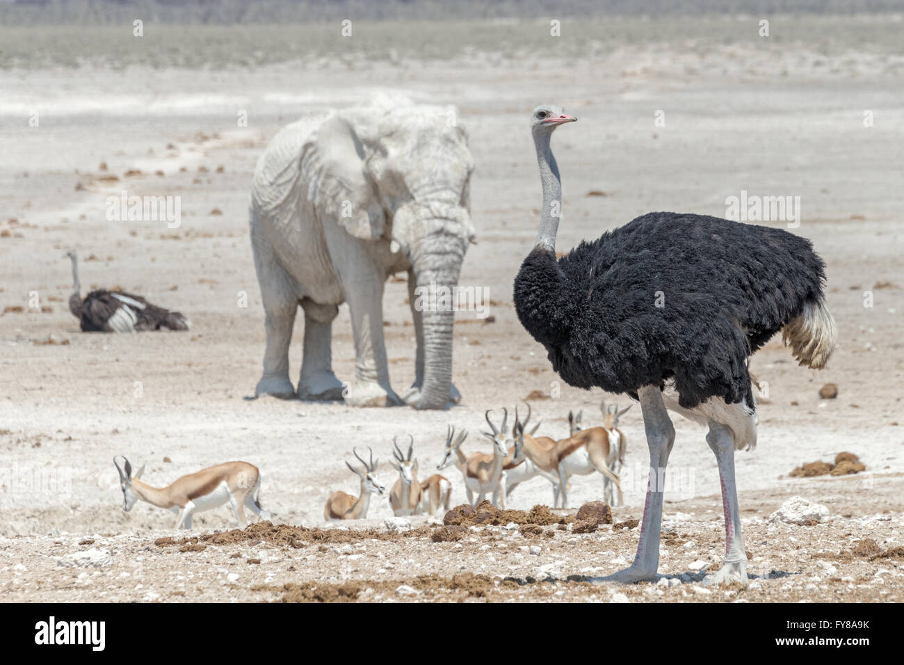 Ostriches male & female, "Ghost" bull elephant, so called due to ...