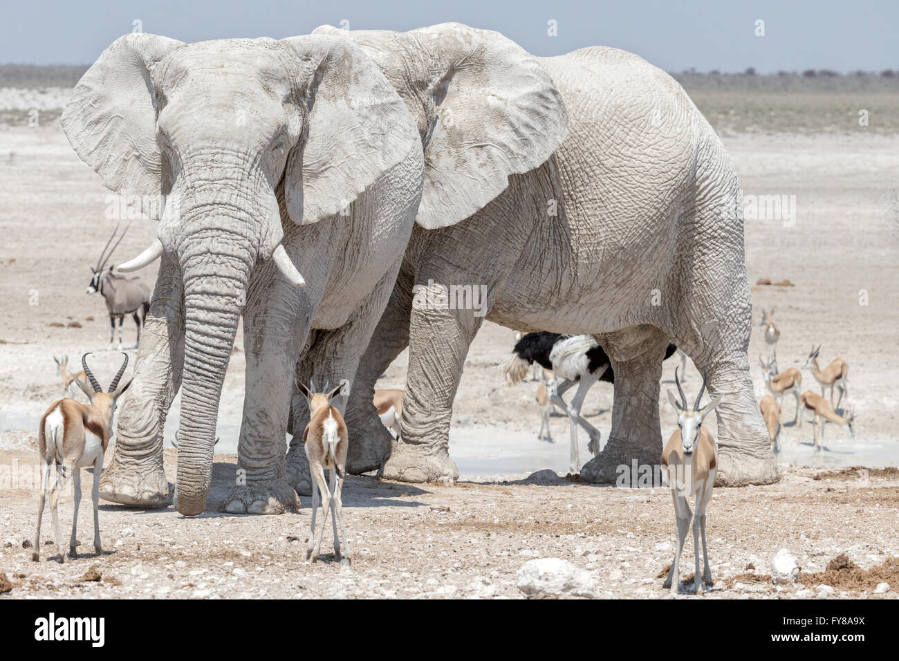 Ear flap to cool, "Ghost" bull elephants, so called due to the ...
