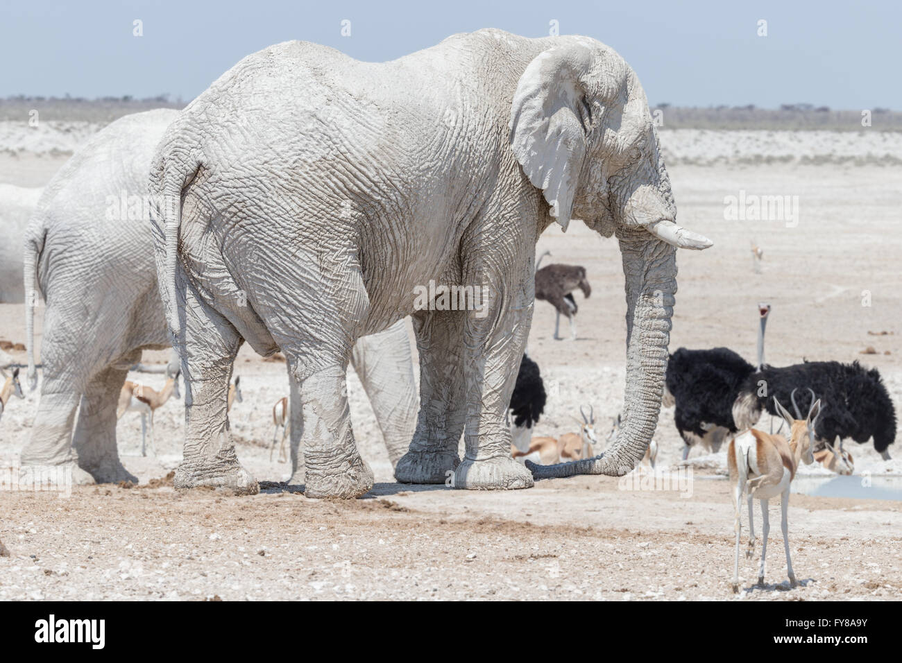 Resting "Ghost" bull elephants, so called due to the whiteness of the ...