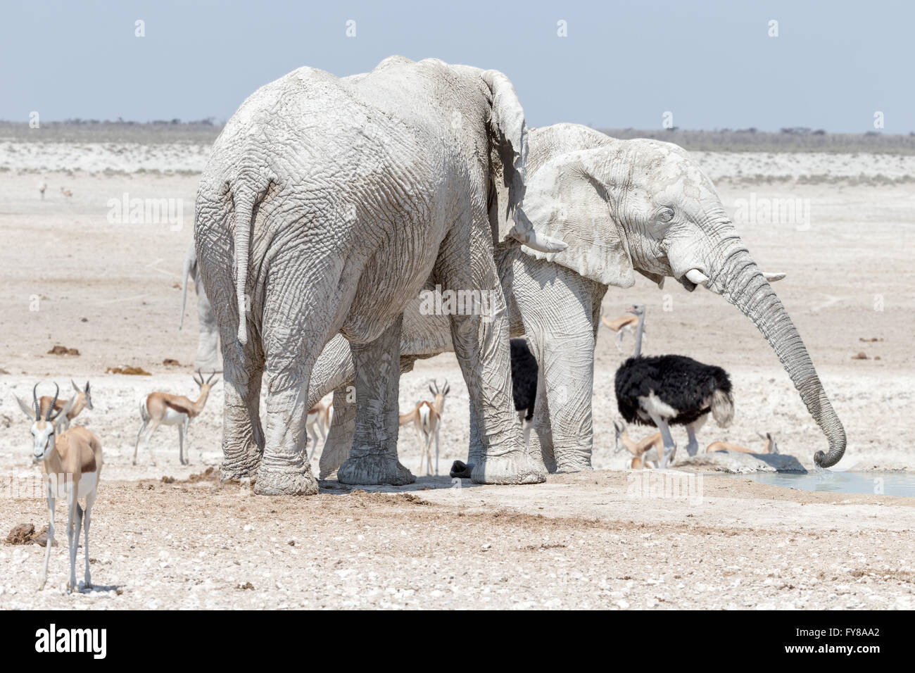 Drinking at waterhole, "Ghost" bull elephants, so called due to the ...