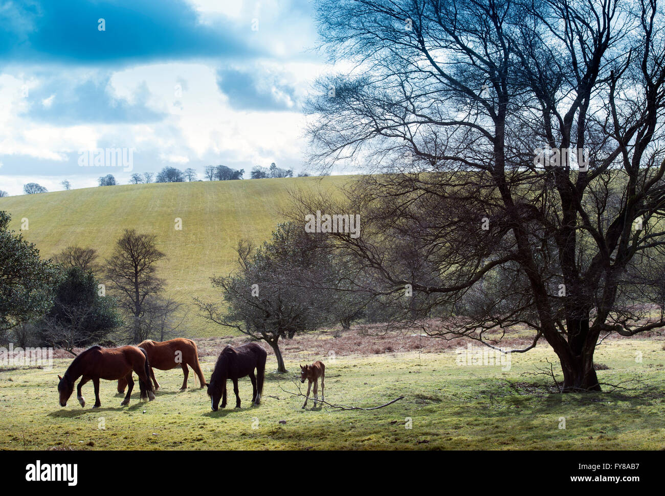 A newborn spring foal on the Quantocks near Crowcombe, Somerset UK ...