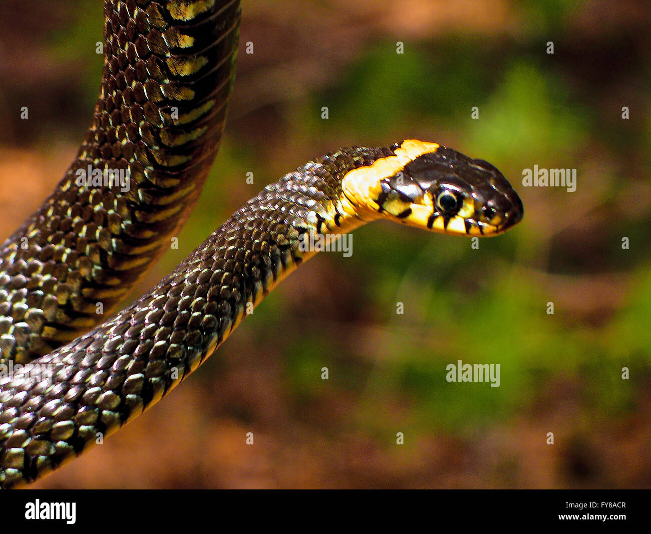 Snake head mouth hi-res stock photography and images - Alamy