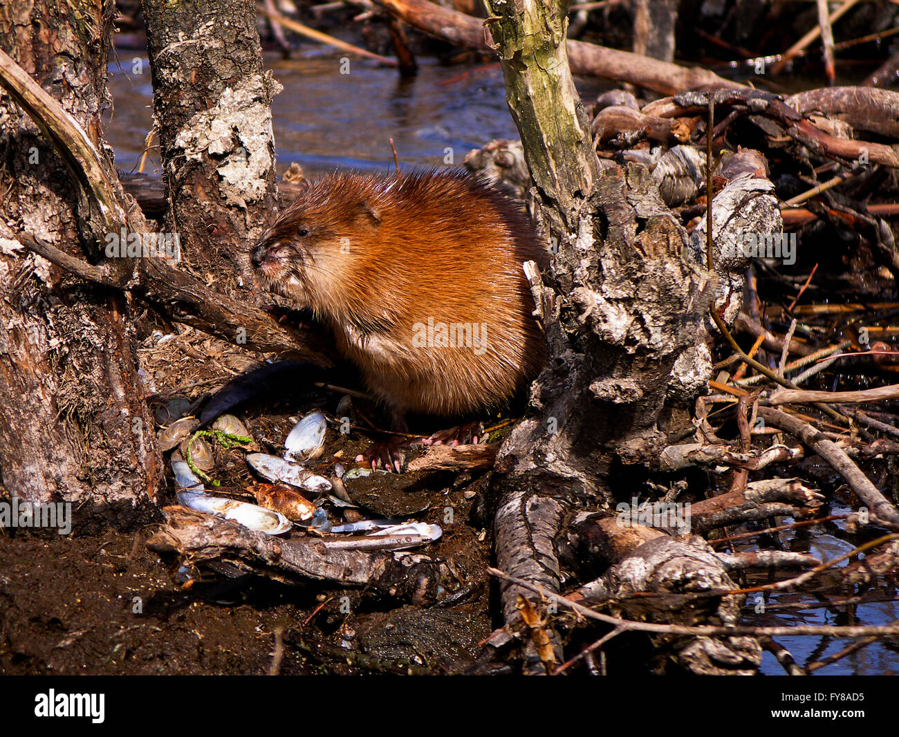 The muskrat, eating molluscs Stock Photo - Alamy