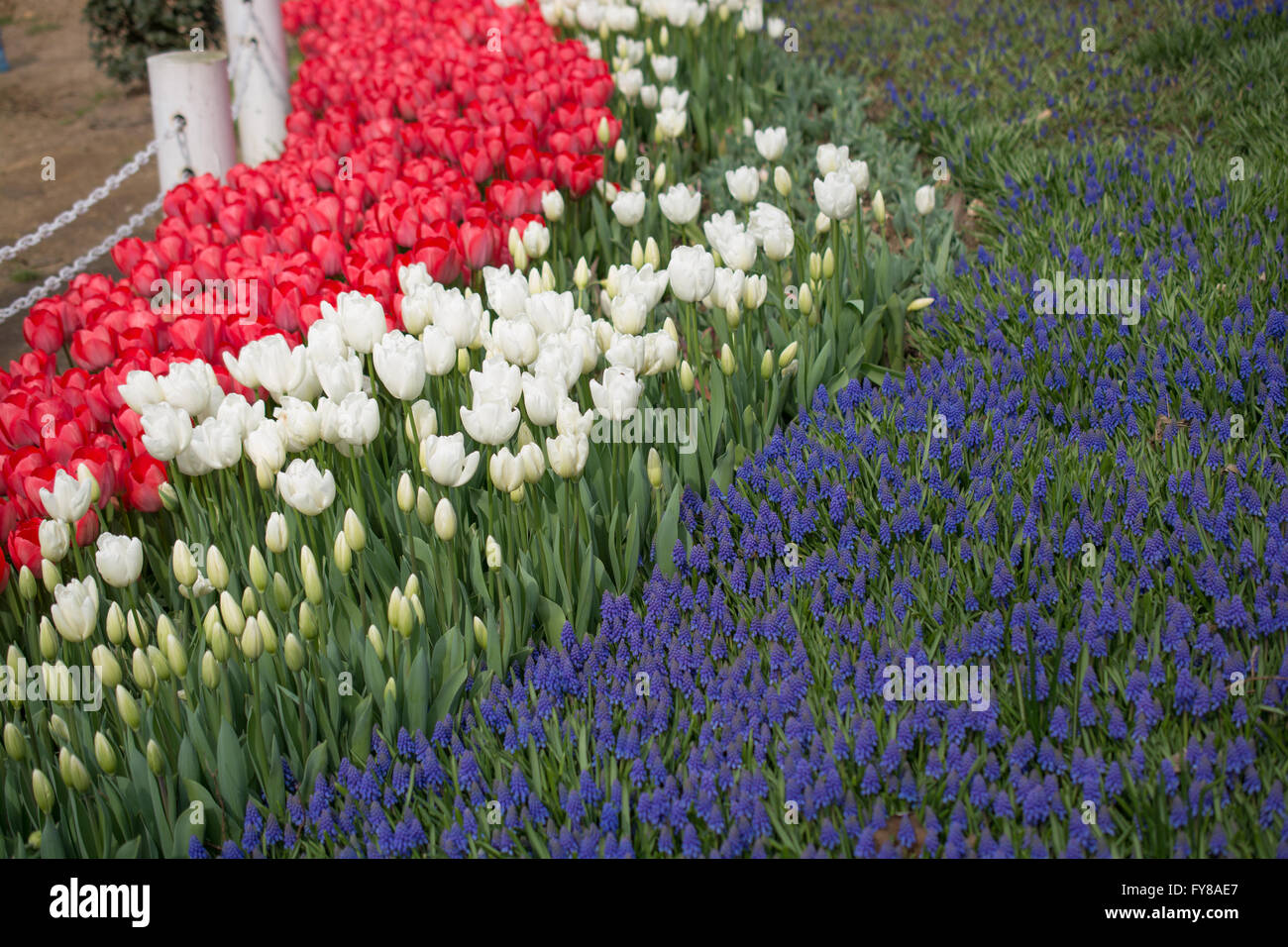 tulips of various colors in nature in spring time Stock Photo - Alamy
