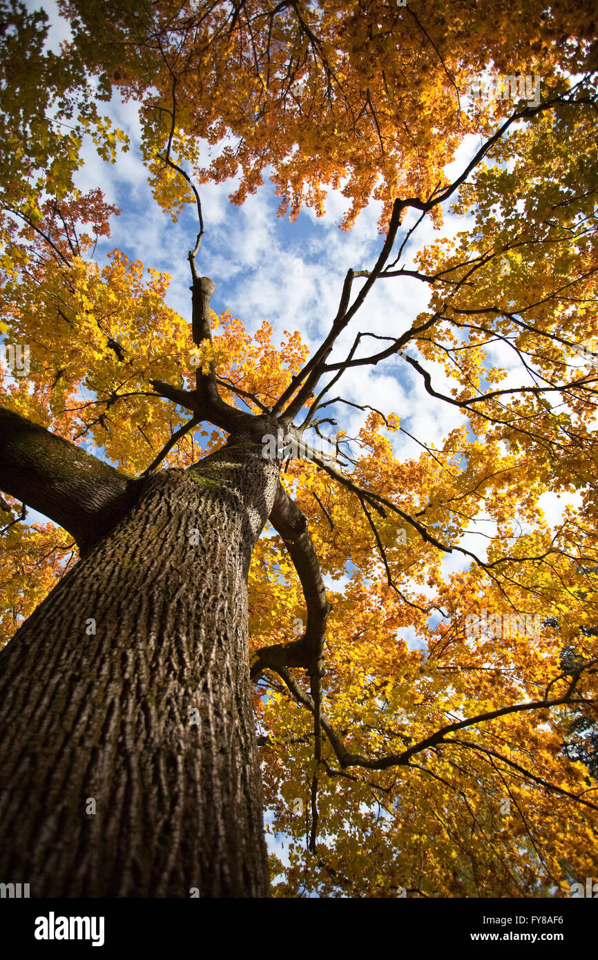 September tree colors hi-res stock photography and images - Alamy