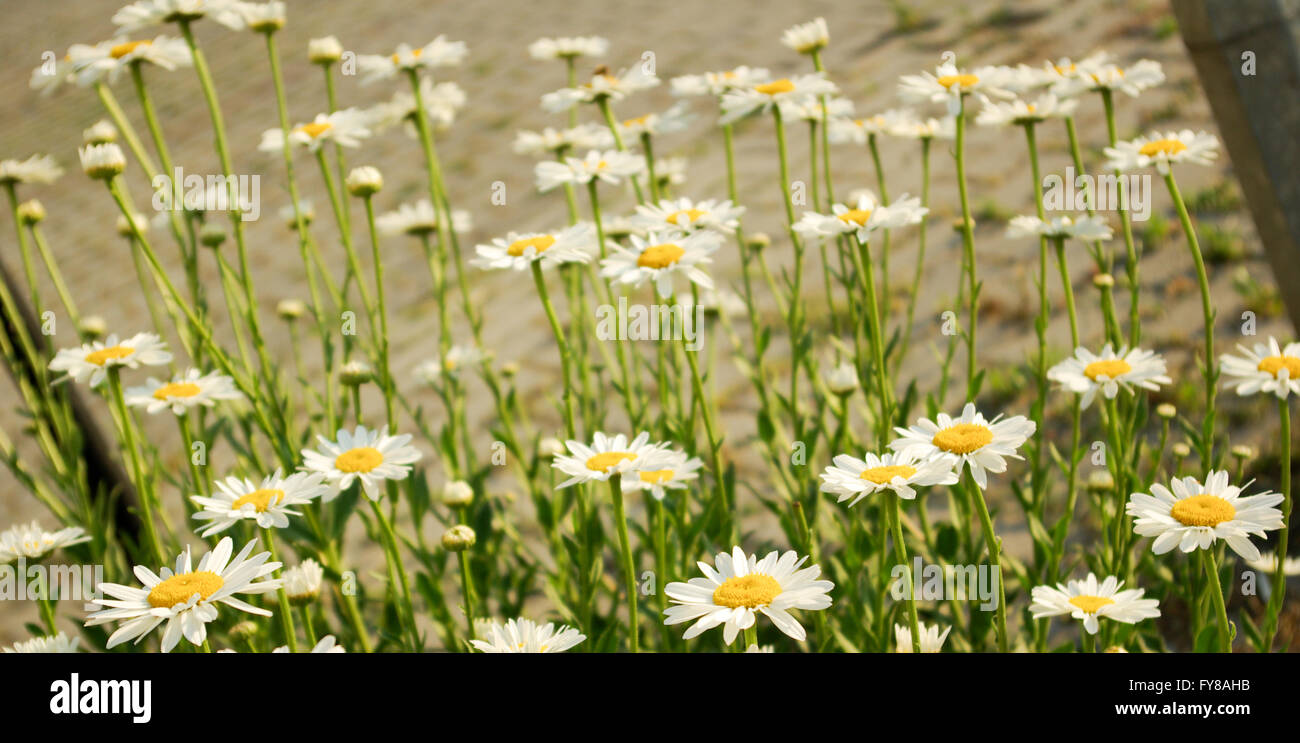 Beautiful flowers in nature Stock Photo - Alamy