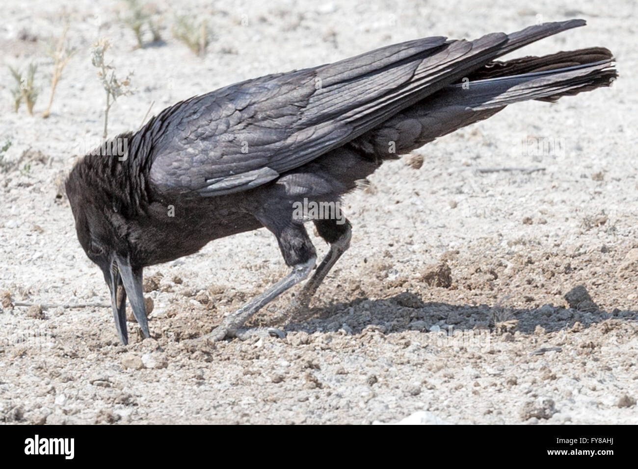 Cape crow or black crow, Corvus capensis, digging hole, Etosha National ...