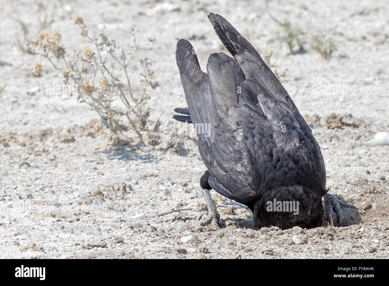 Cape black crow corvus capensis hi-res stock photography and images - Alamy