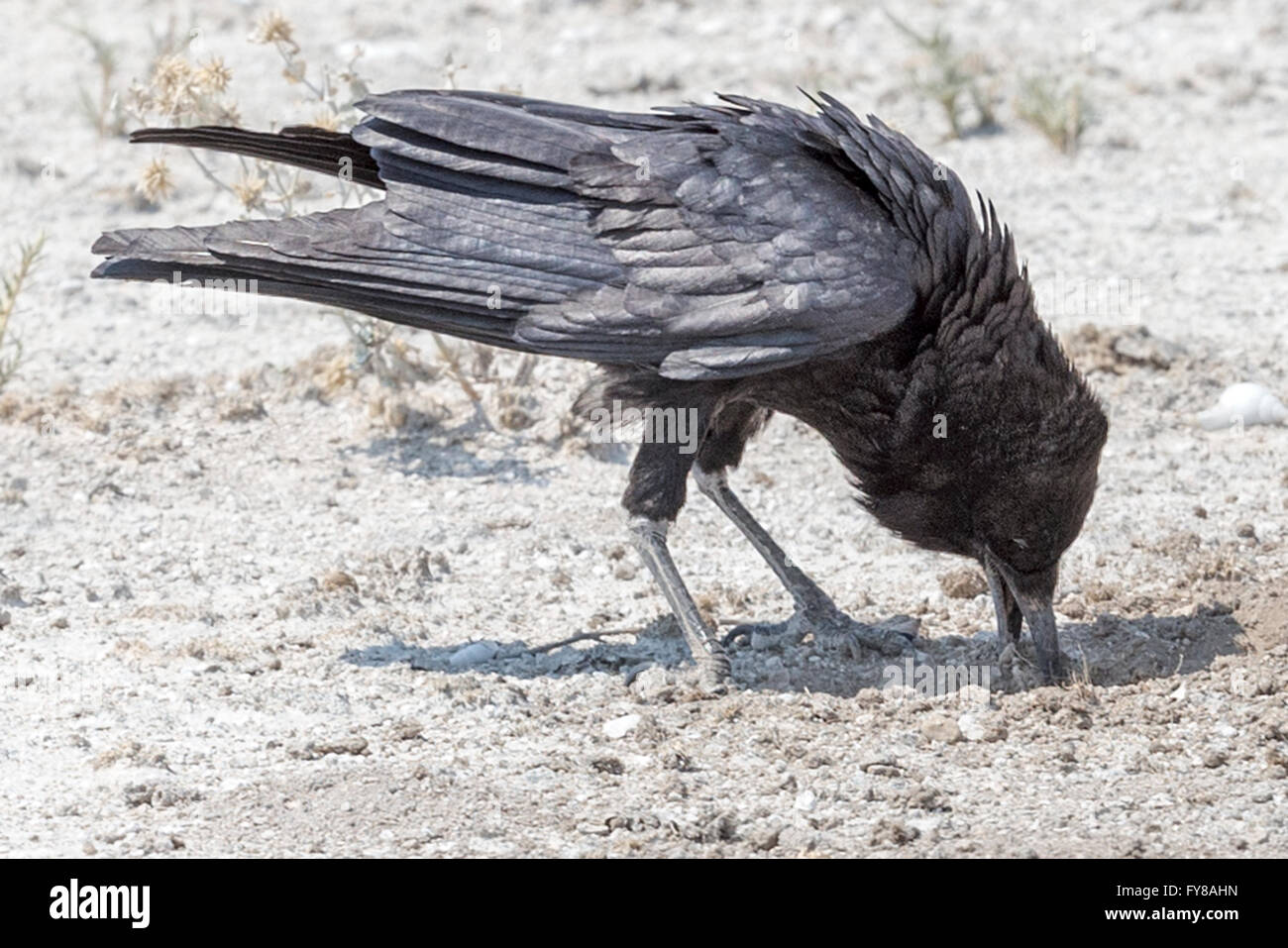 Black crow hi-res stock photography and images - Alamy