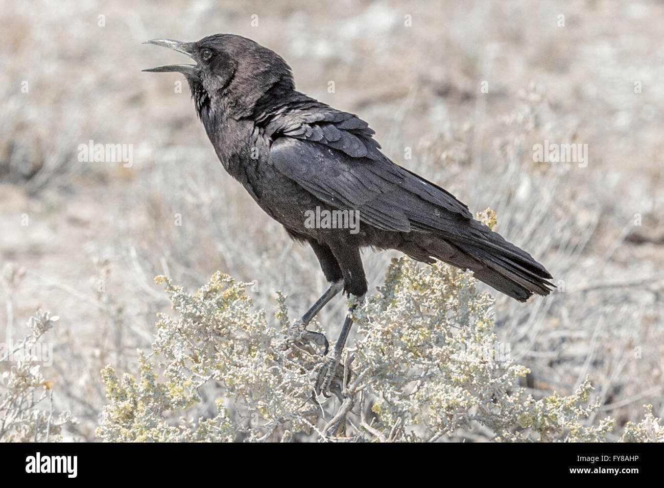 Cape black crow corvus capensis hi-res stock photography and images - Alamy