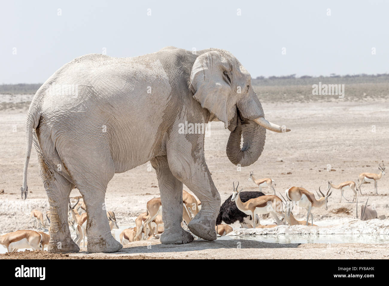 "Ghost" bull elephant, so called due to the whiteness of the clay used ...