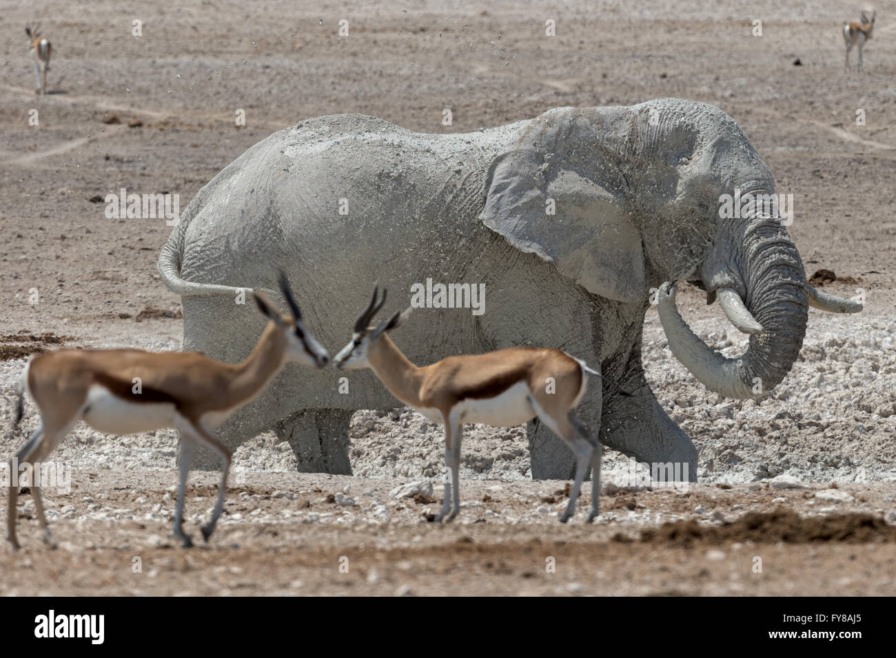 Elephants spray water africa hi-res stock photography and images - Alamy