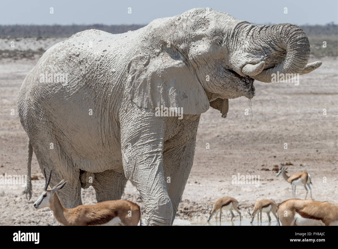 Drinking, "Ghost" bull elephant, so called due to the whiteness of the ...