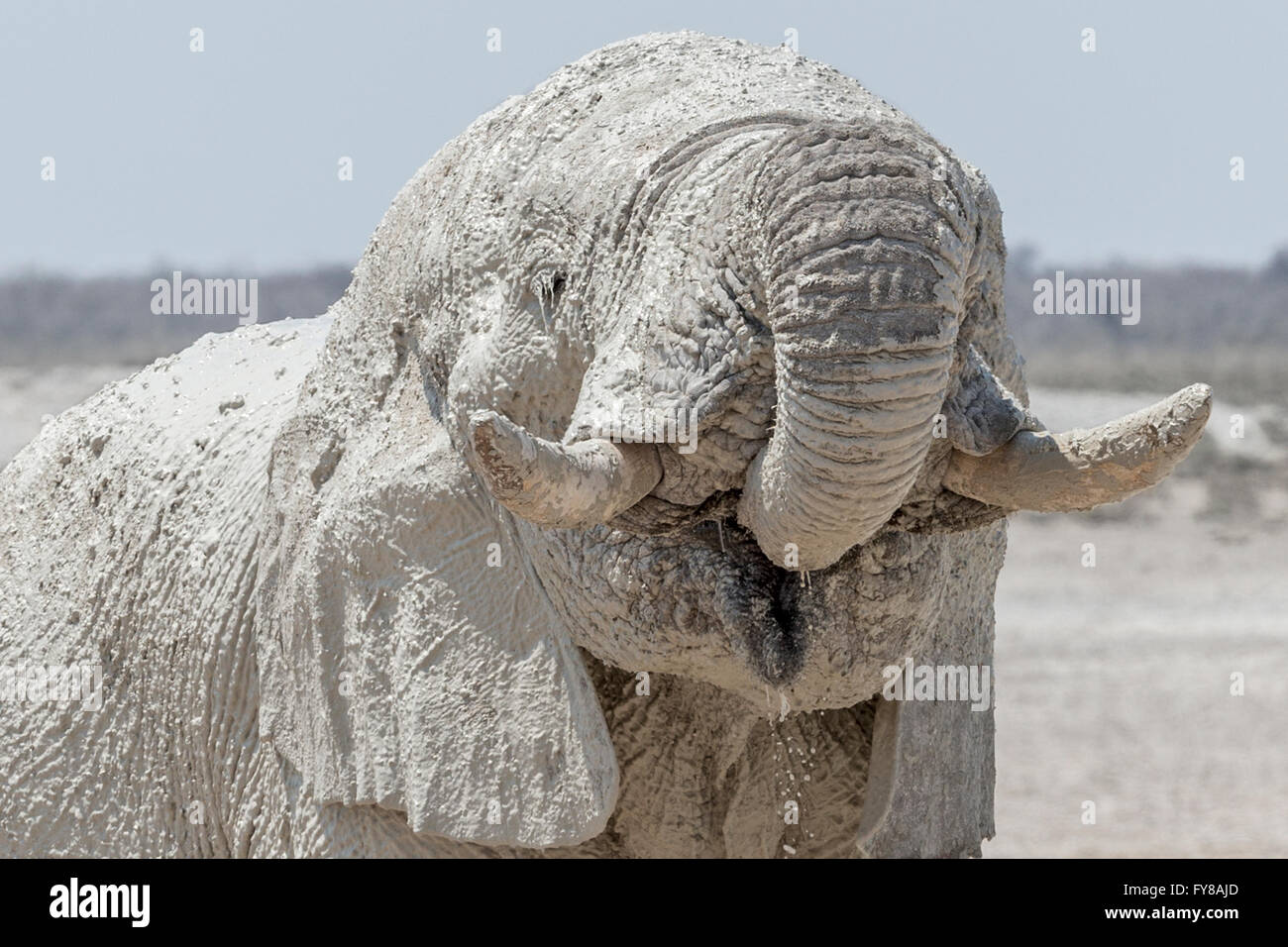 "Ghost" bull elephant, so called due to the whiteness of the clay used ...