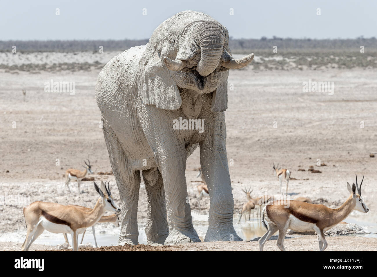 Ghost elephant etosha waterhole etosha hi-res stock photography and ...
