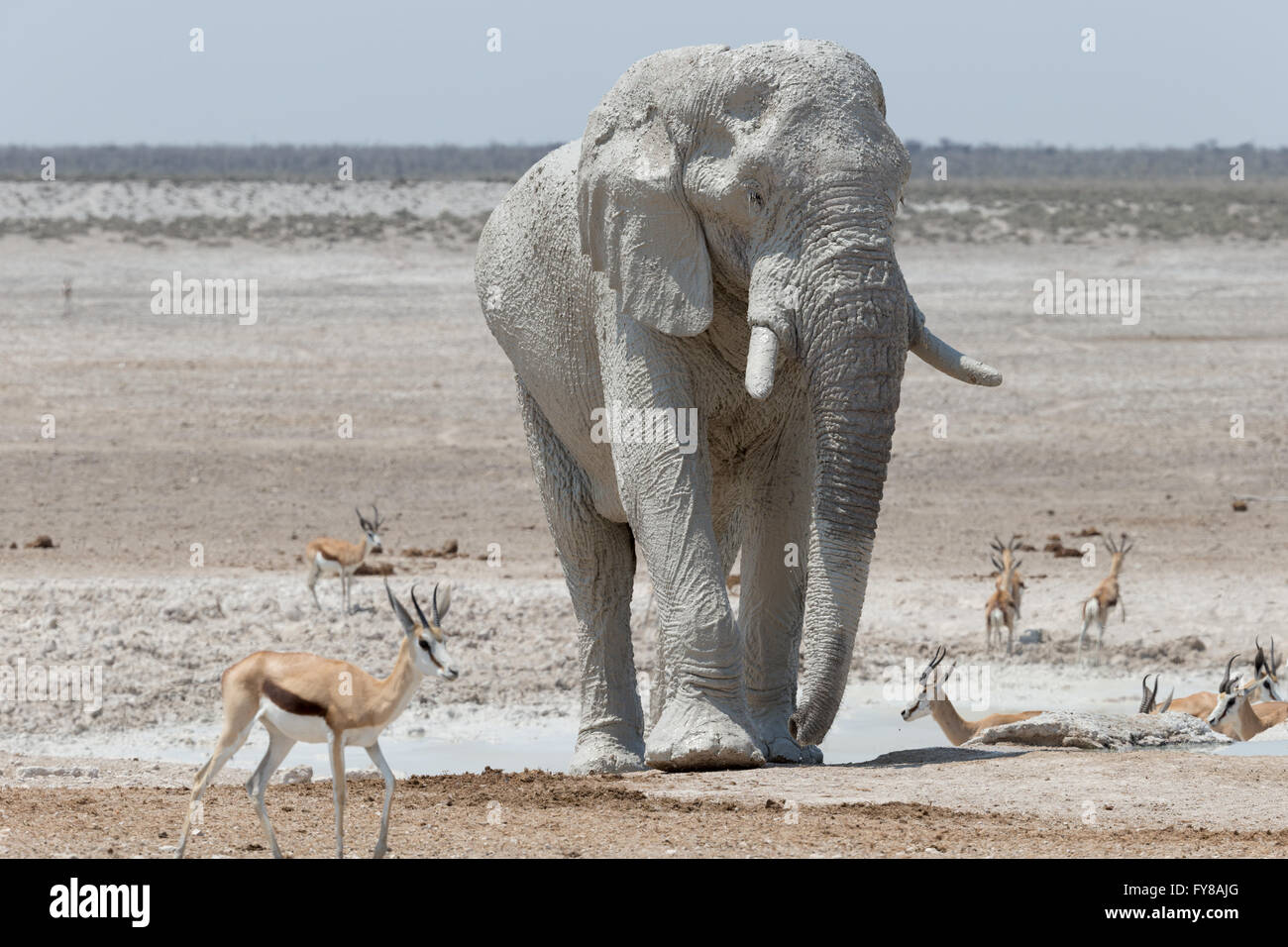 Ghost elephant etosha waterhole etosha hi-res stock photography and ...