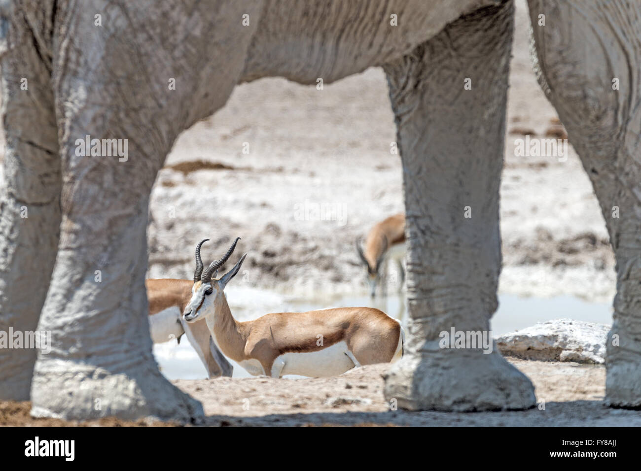 Male Springbok through the legs of a "Ghost" bull elephant,so called ...