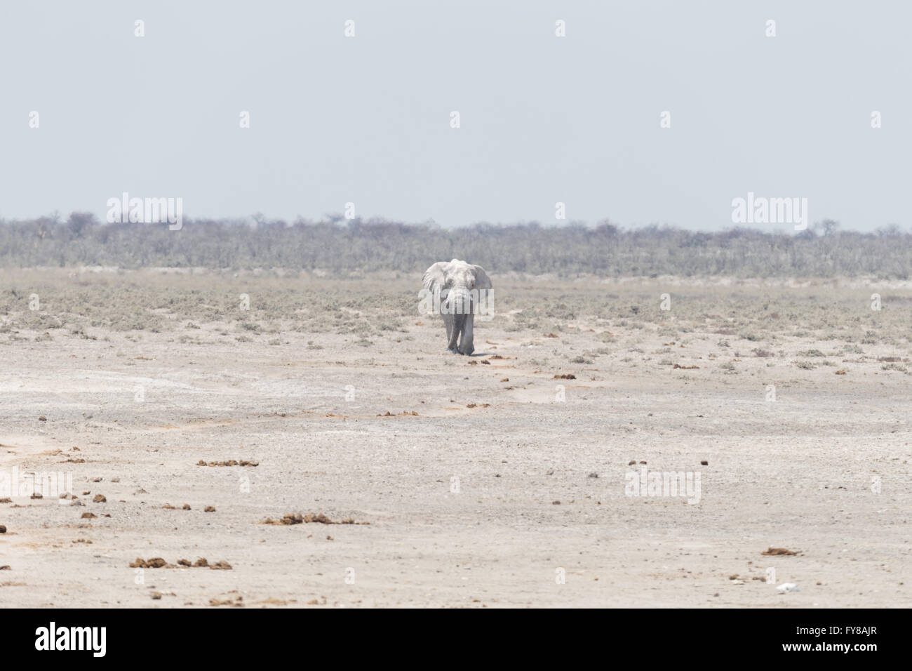 "Ghost" bull elephant, so called due to the whiteness of the clay used ...