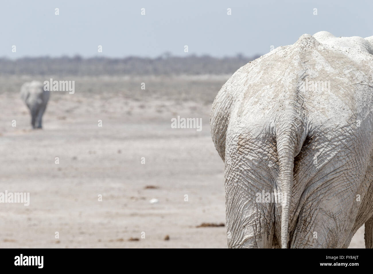 Protection of elephants hi-res stock photography and images - Alamy