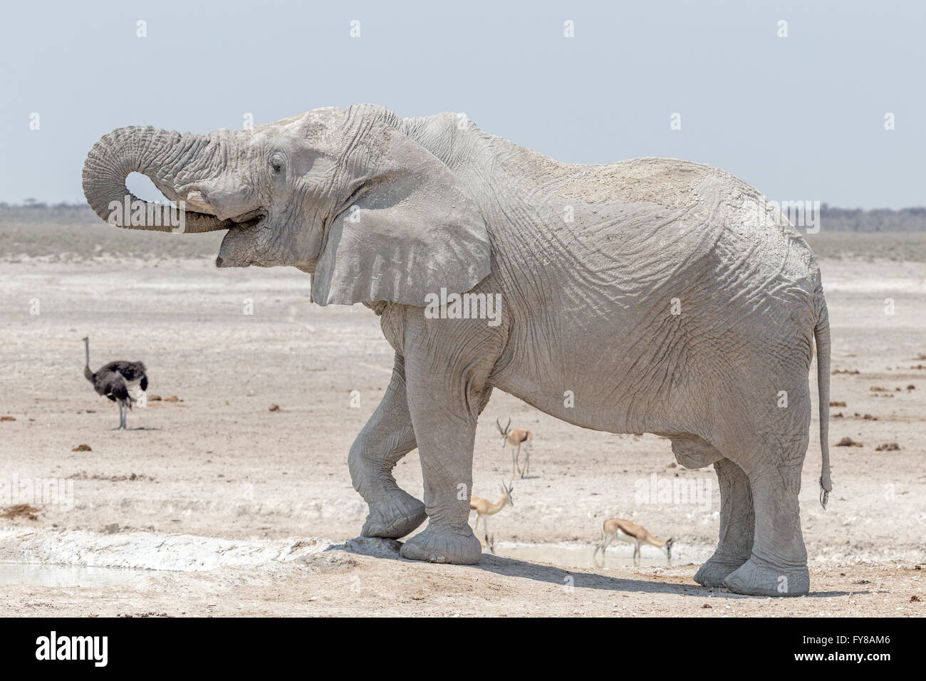 "Ghost" bull elephant, so called due to the whiteness of the clay used ...