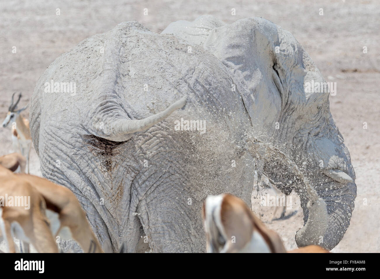 Applying sunscreen, "Ghost" bull elephant, so called due to the ...