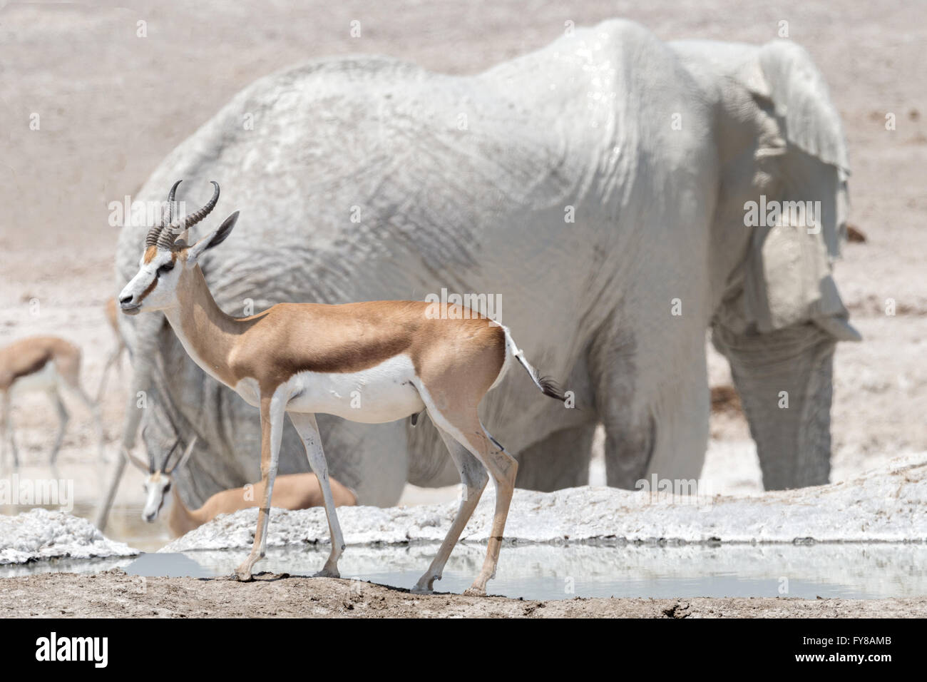 male adult Springbok & "Ghost" bull elephants, so called due to the ...