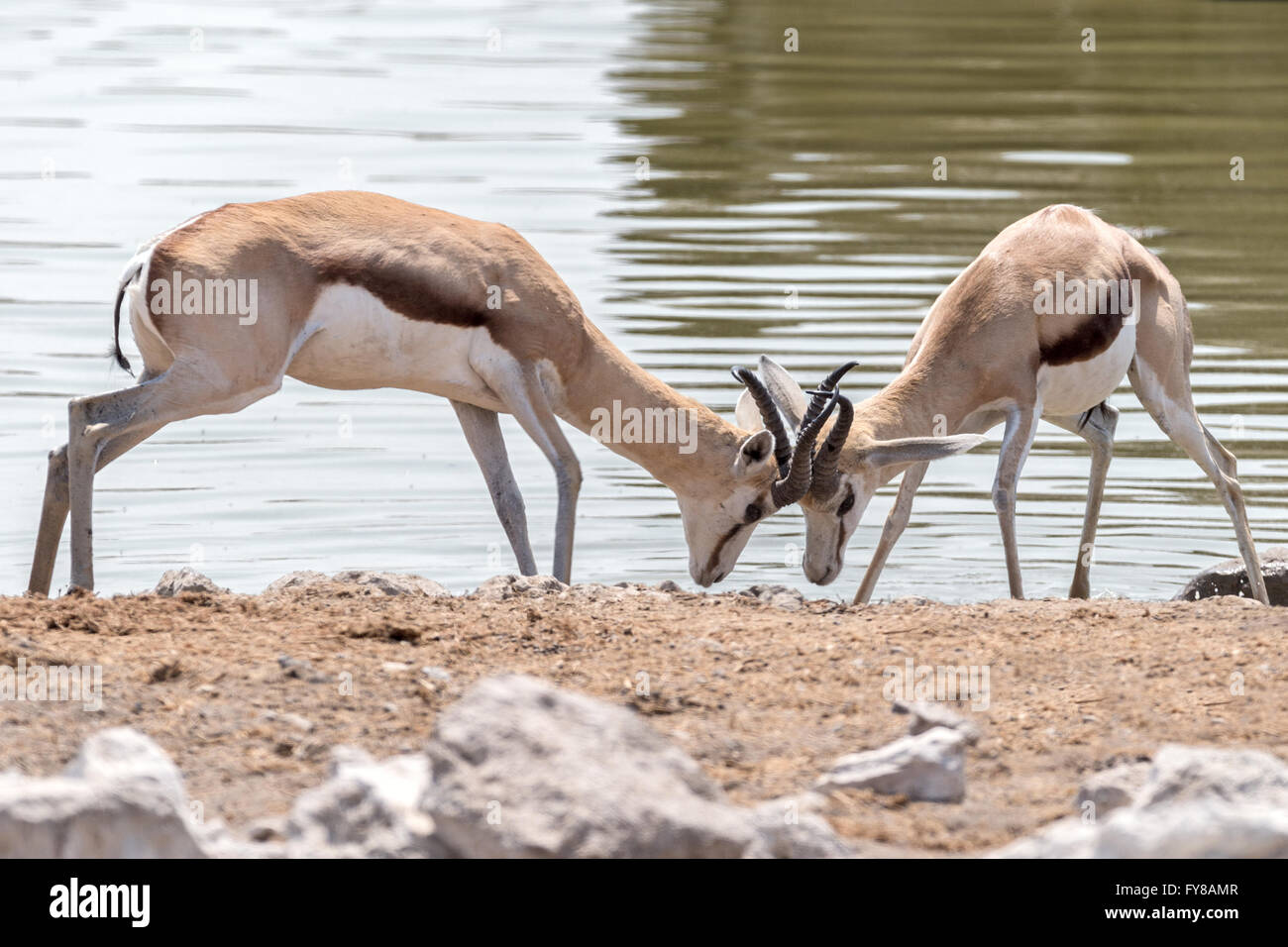Male springbok lock horns hi-res stock photography and images - Alamy