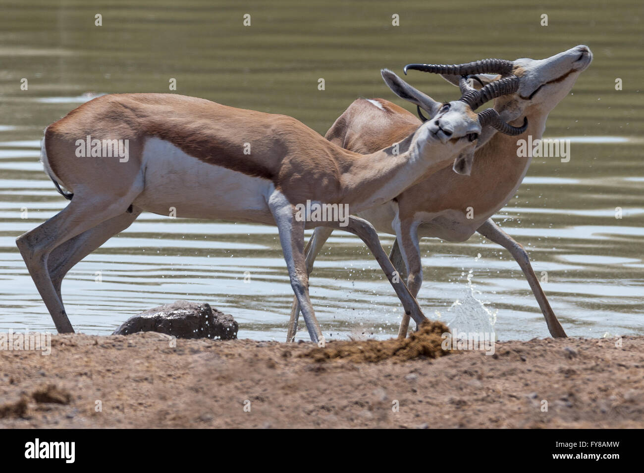 Male springbok lock horns hi-res stock photography and images - Alamy