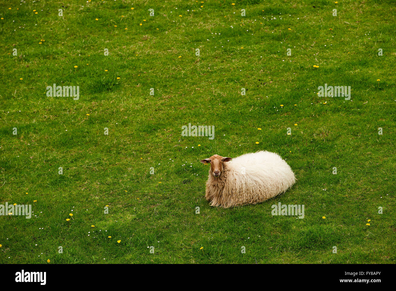 Sheep looking at camera Stock Photo - Alamy