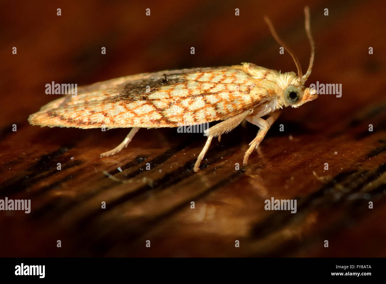 Acleris forsskaleana tortrix micro moth in profile. Small British ...