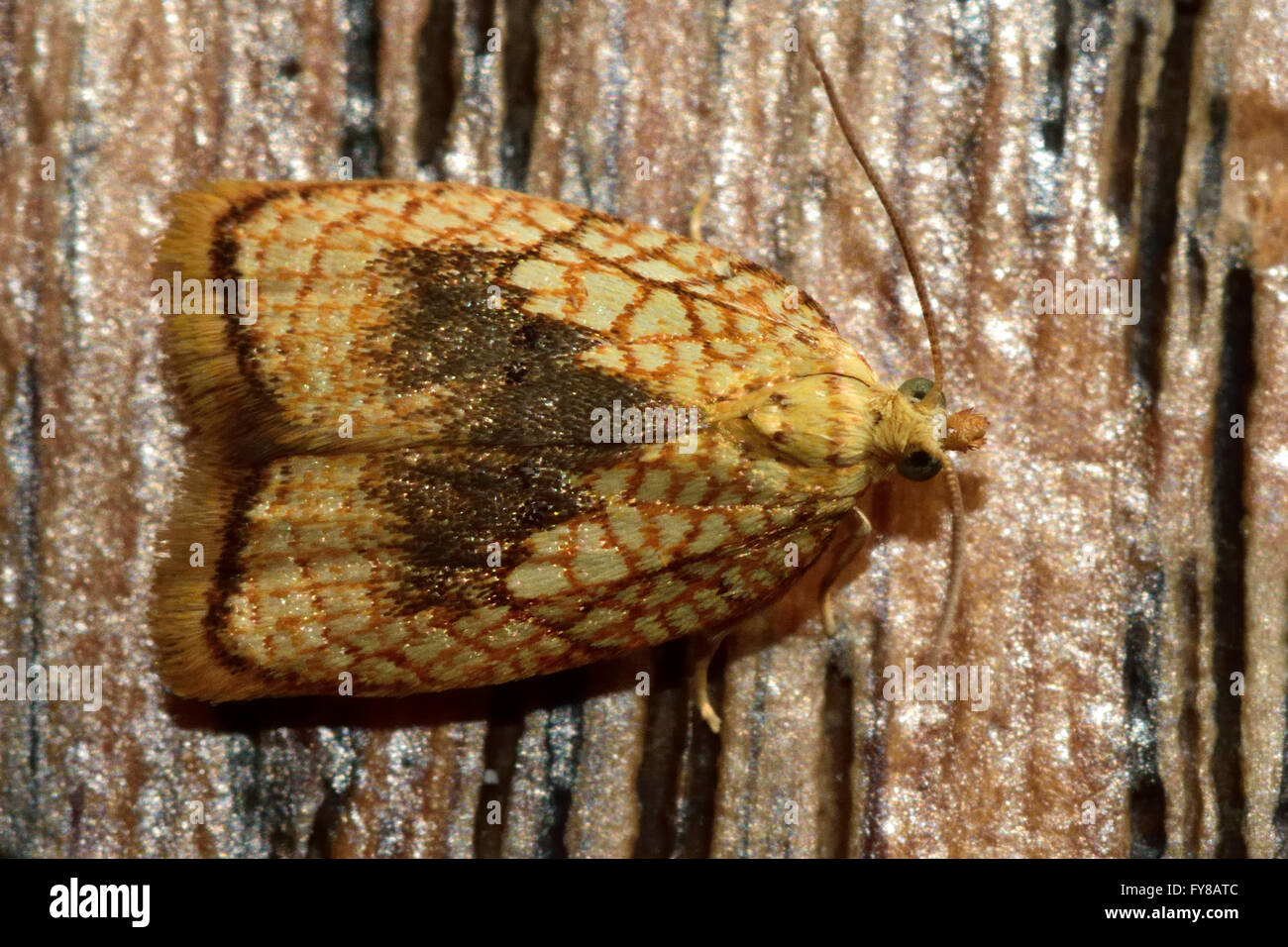 Acleris forsskaleana tortrix micro moth from above. Small British ...