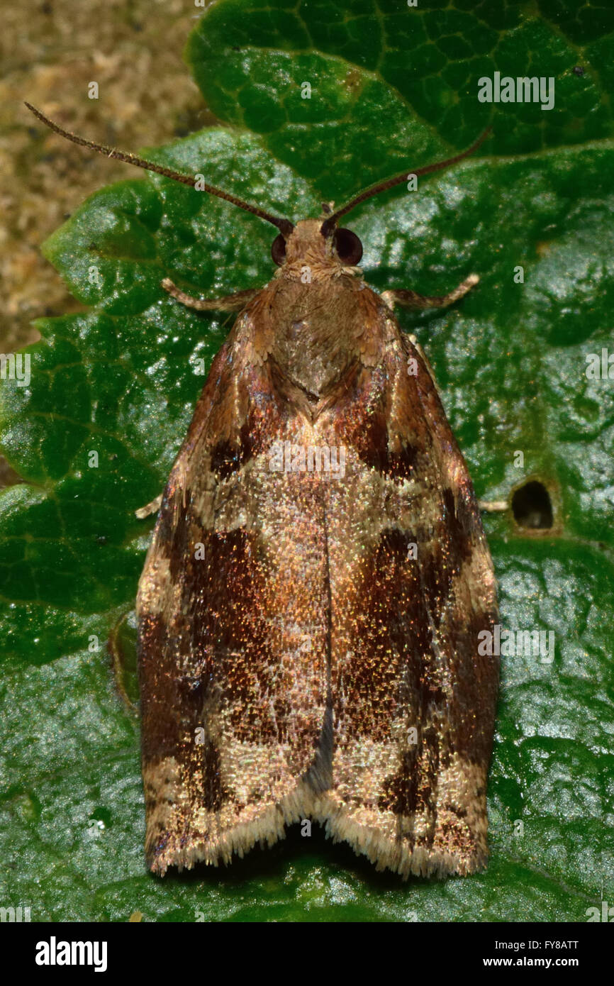 Variegated golden tortrix hi-res stock photography and images - Alamy