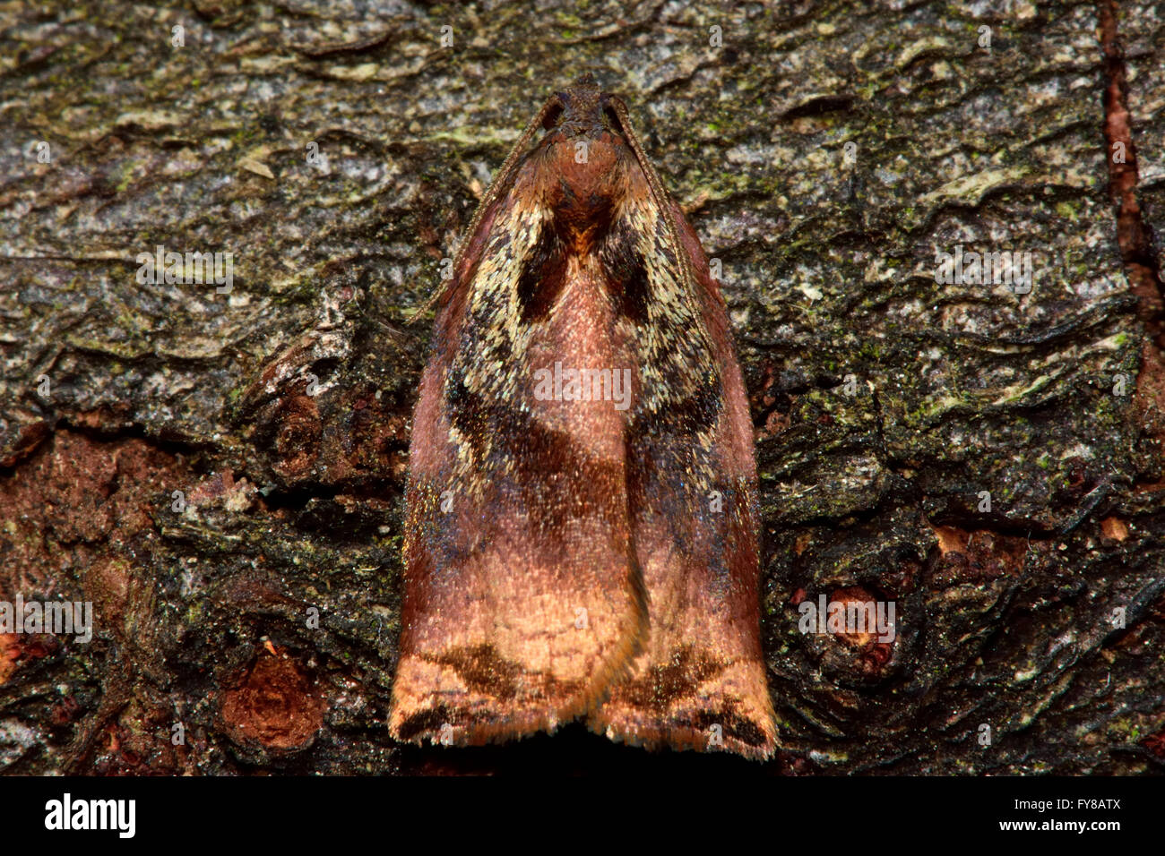 Fruit tree tortrix hi-res stock photography and images - Alamy