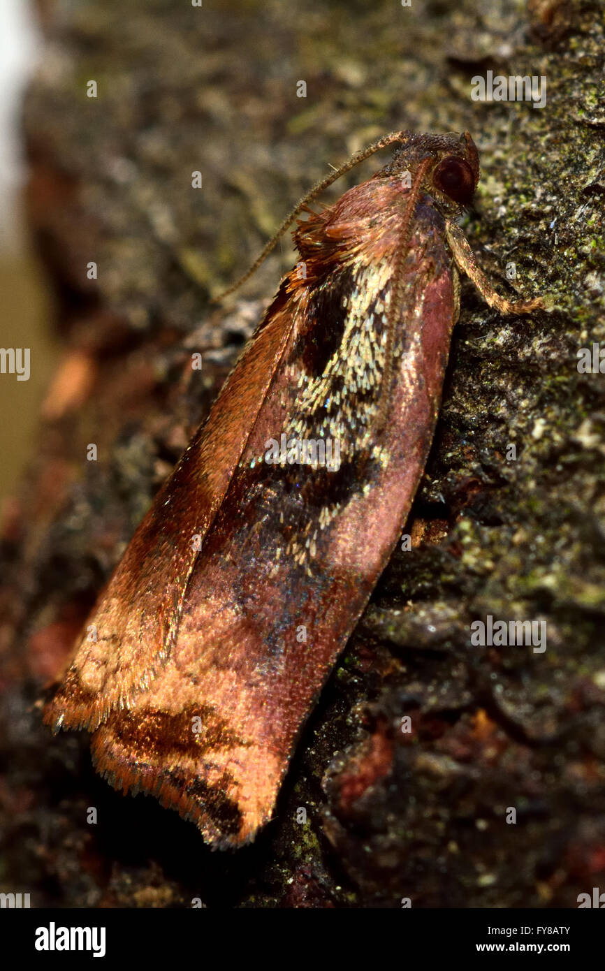 Moth in profile hi-res stock photography and images - Alamy