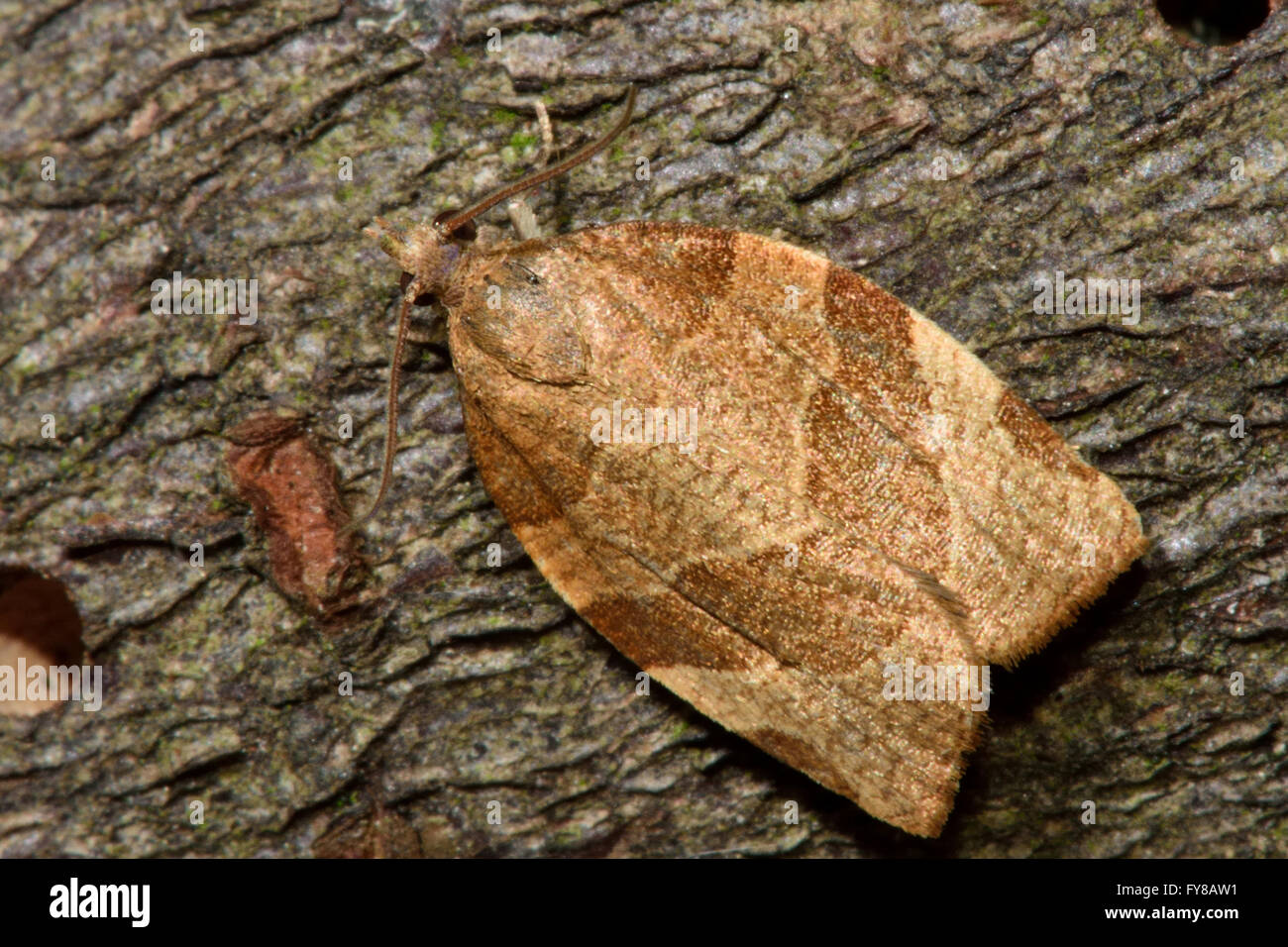 Barred fruit-tree tortrix (Pandemis cerasana) micro moth. Small British ...