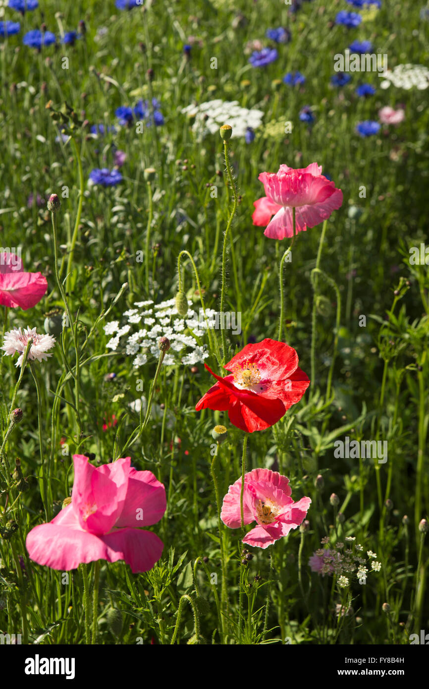 UK, Kent, Smallhythe, Smallhythe Place garden, wild flowers growing at ...