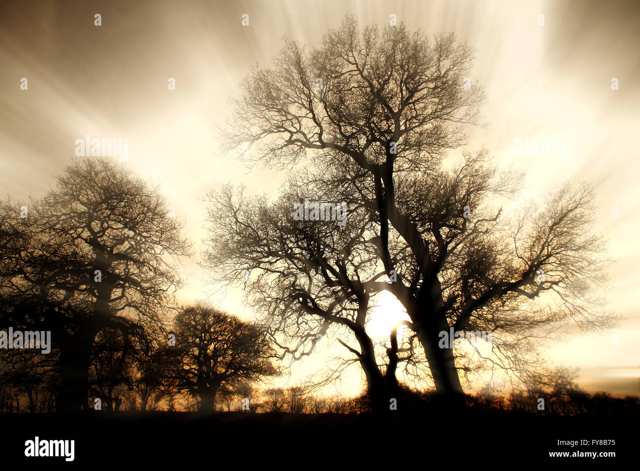 Tree rays of sunlight Stock Photo - Alamy