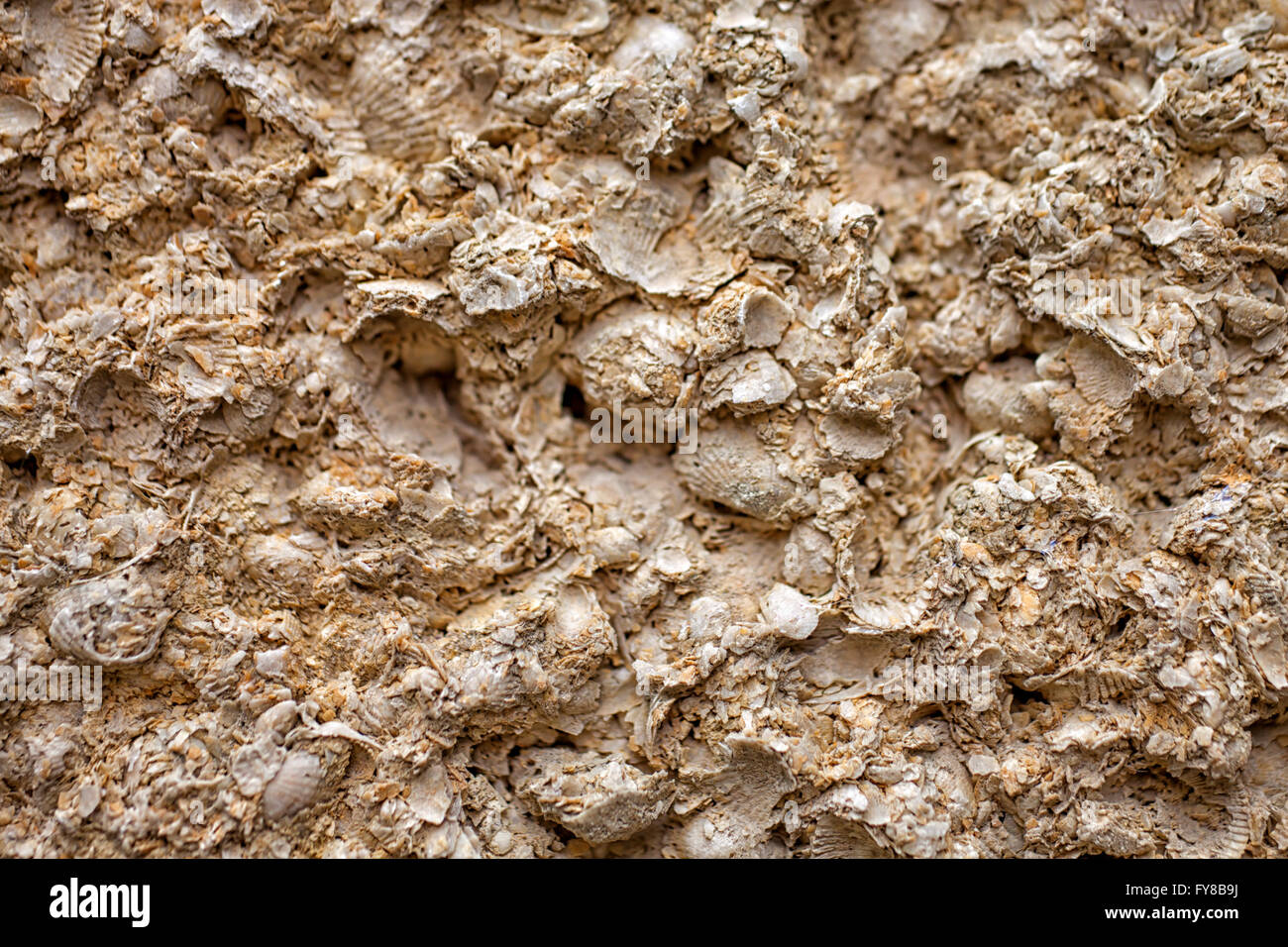 The texture of yellow shell closeup Stock Photo - Alamy