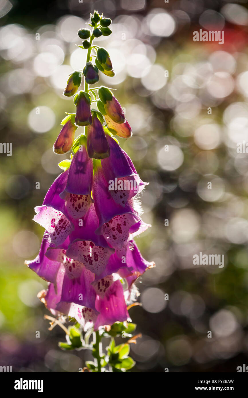 Colorful glove hi-res stock photography and images - Alamy